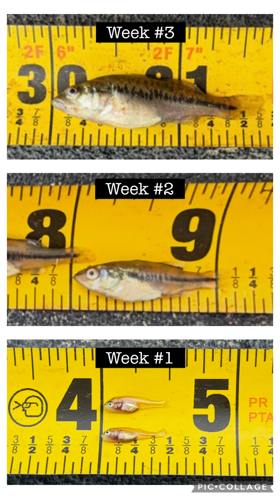 Oxbow Largemouth Bass Hatching Season for Stocking Ponds